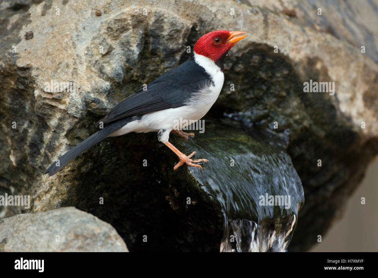 Red-capped Cardinal (Paroaria gularis) calling, Pantanal, Brazil Stock ...
