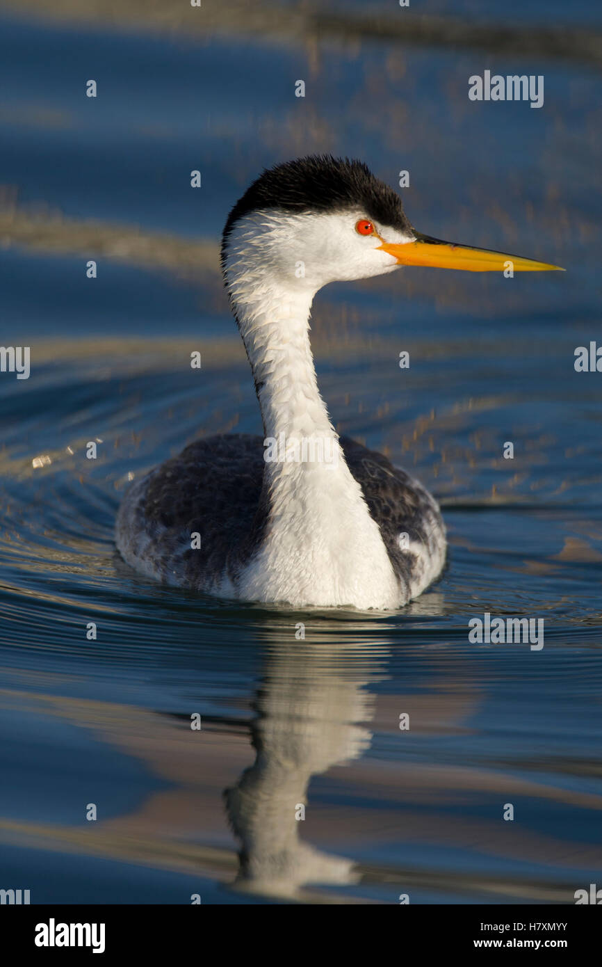 Clark's Grebe (Aechmophorus clarkii), Monterey Bay, California Stock ...