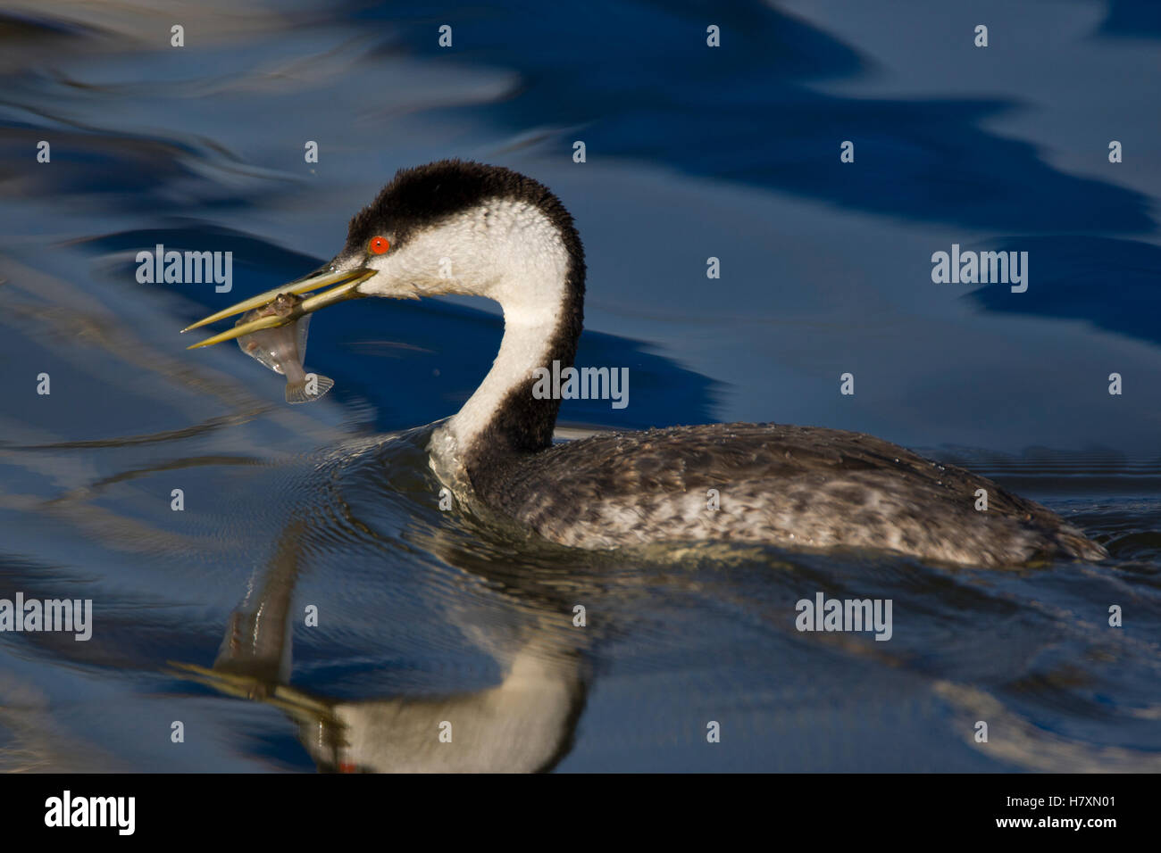 Western Grebe (Aechmophorus occidentalis) with fish prey, Monterey Bay ...