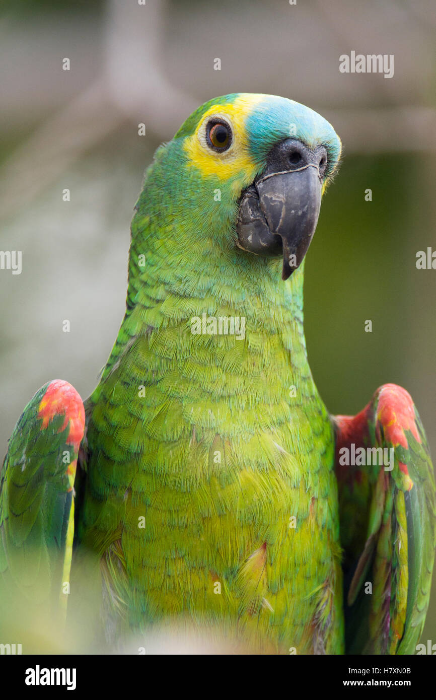 Blue-fronted Parrot (Amazona aestiva), Pantanal, Brazil Stock Photo - Alamy