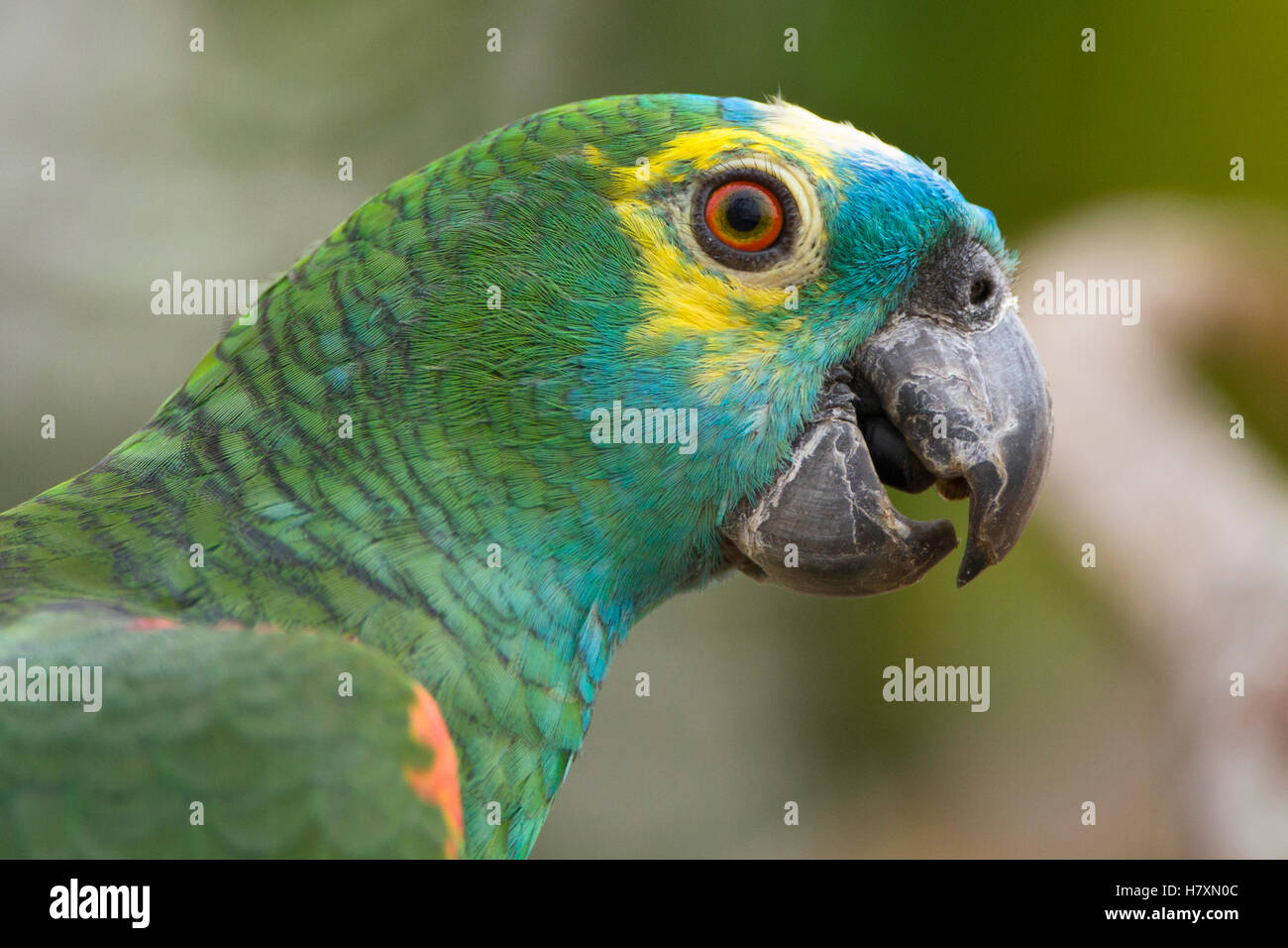 Blue-fronted Parrot (Amazona aestiva), Pantanal, Brazil Stock Photo - Alamy