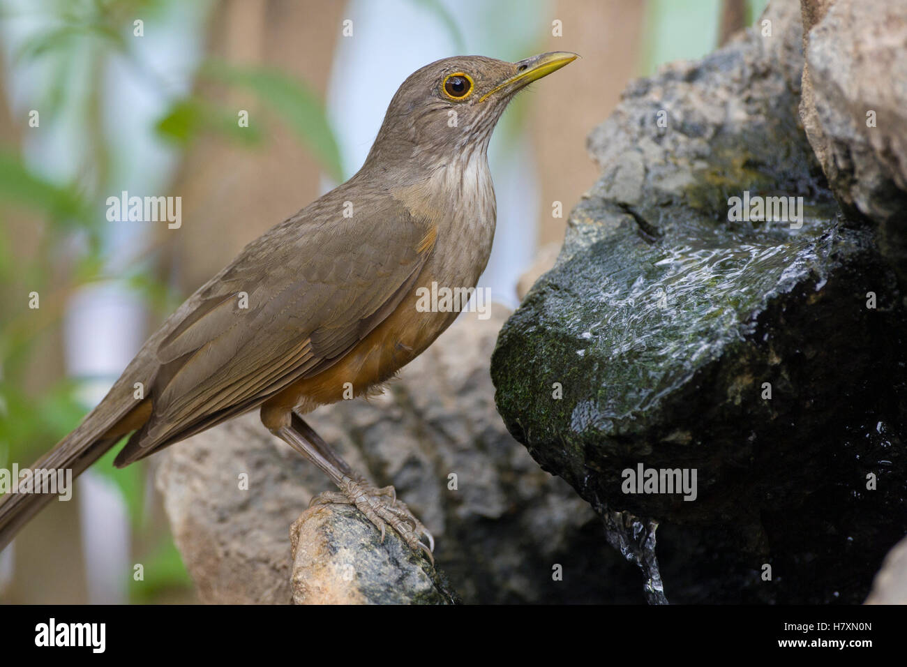 Rufous-bellied Thrush (Turdus rufiventris), Pantanal, Brazil Stock ...