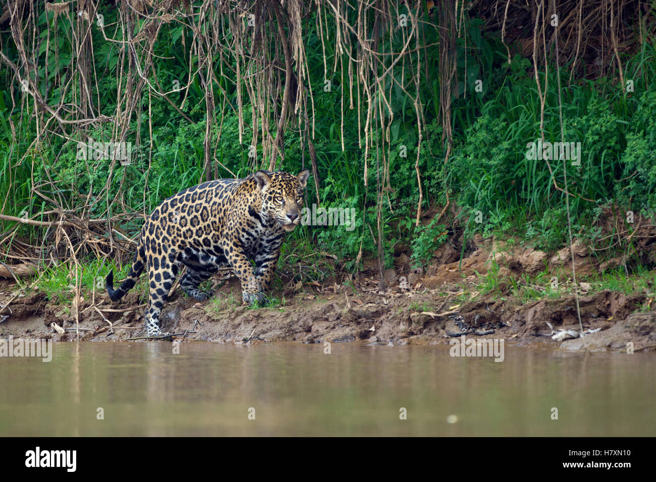 Jaguar (Panthera onca) walking on riverbank, Cuiaba River, Brazil Stock Photo - Alamy