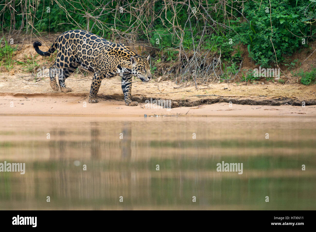 Jaguar (Panthera onca) walking on riverbank, Cuiaba River, Brazil Stock ...