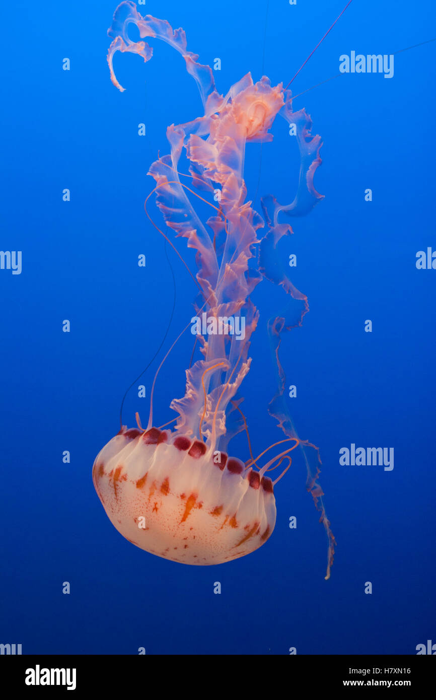 Purple-striped Jellyfish (Chrysaora colorata), California Stock Photo ...