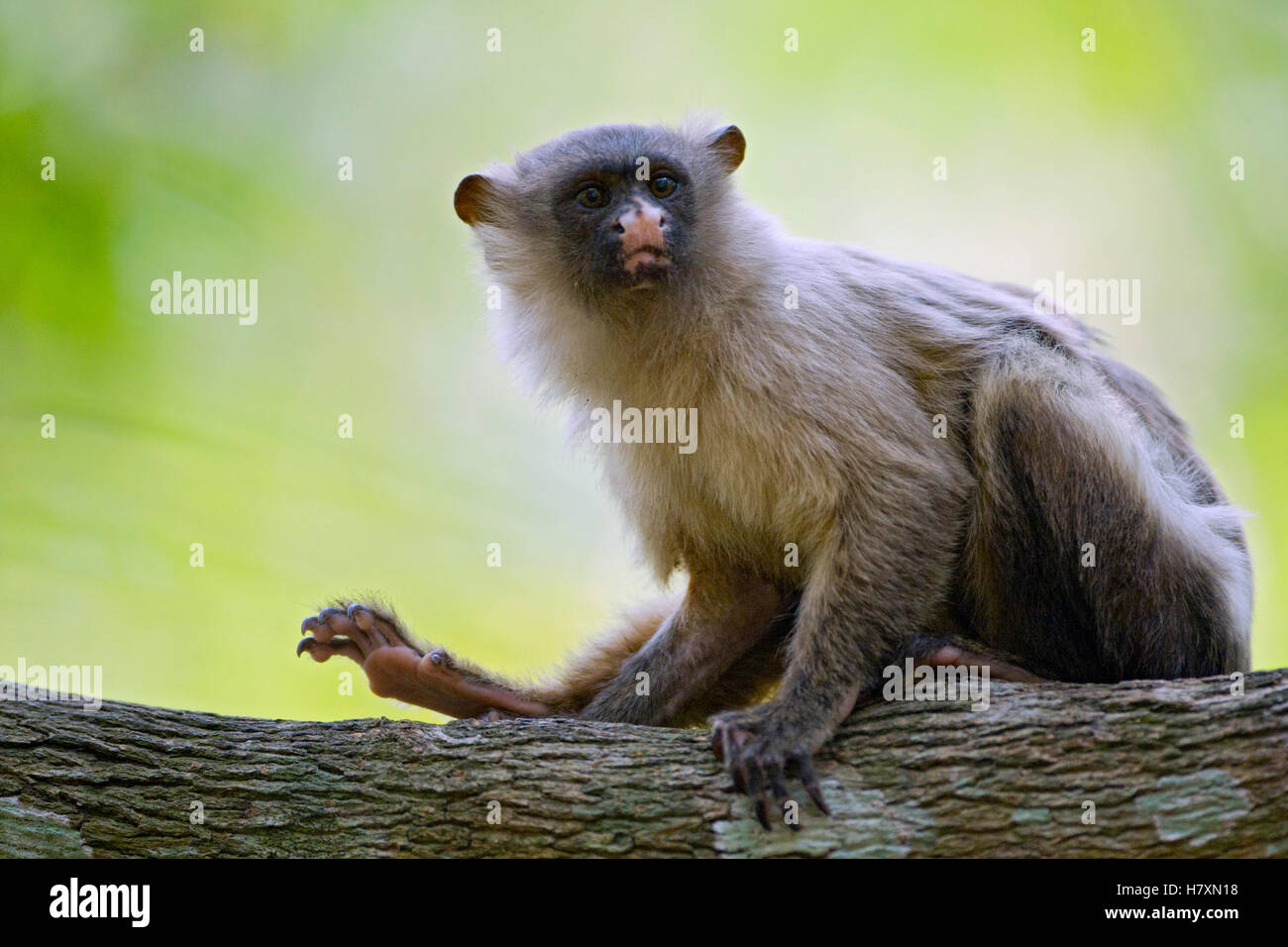 Black-tailed Marmoset (Callithrix melanura), Pantanal, Brazil Stock ...