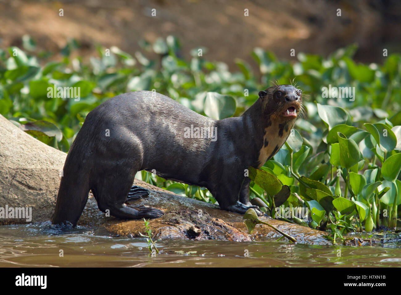Giant River Otter (Pteronura brasiliensis), Pantanal, Brazil Stock ...