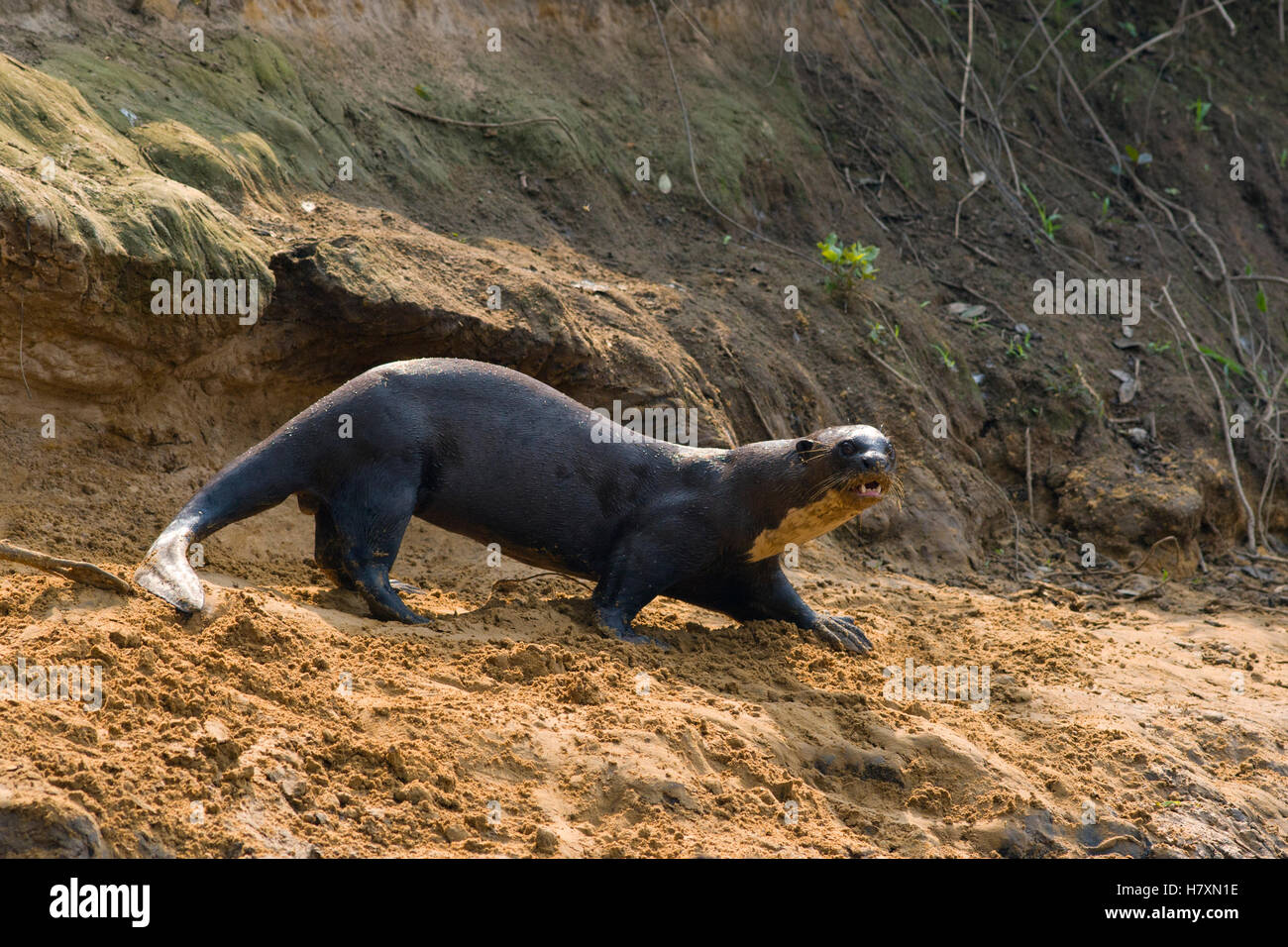 Giant River Otter (Pteronura brasiliensis) on riverbank, Pantanal ...