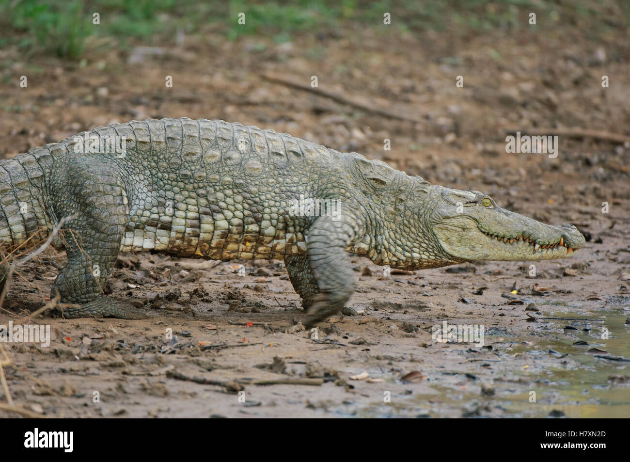 Mugger Crocodile (Crocodylus palustris) walking on shore, Yala National ...