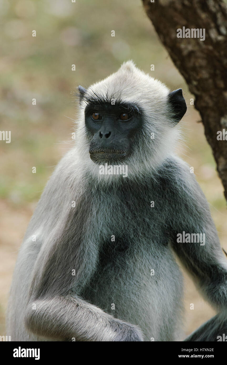 Tufted Grey Langur (Semnopithecus priam), Yala National Park, Sri Lanka ...