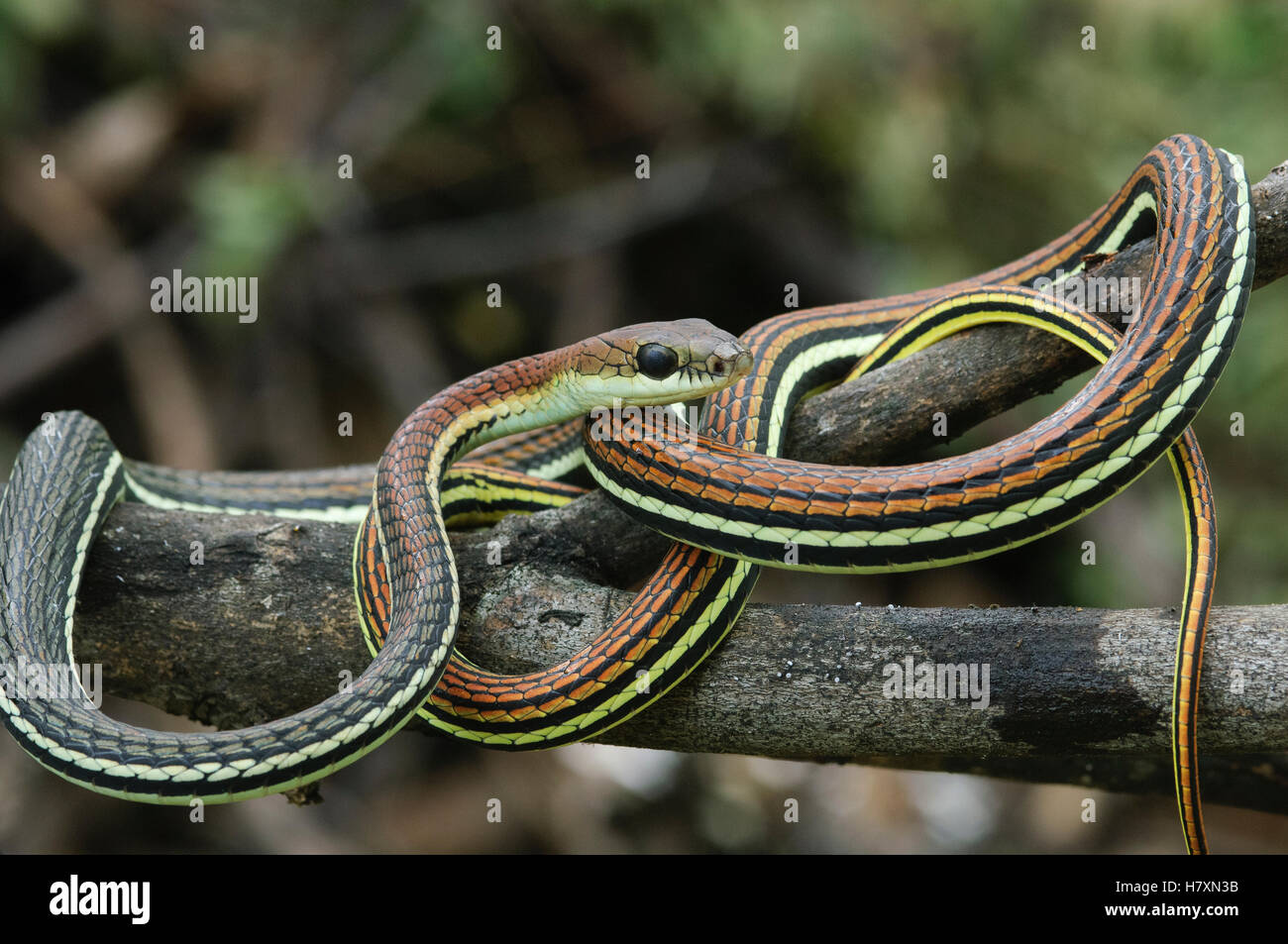 Gray Bronzeback (Dendrelaphis caudolineatus) snake coiled in tree ...