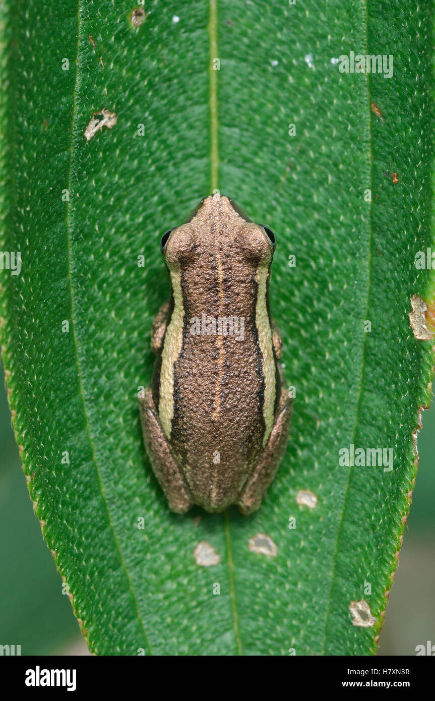 Old World Tree Frog (Rhacophoridae), Wasur National Park, Wasur ...