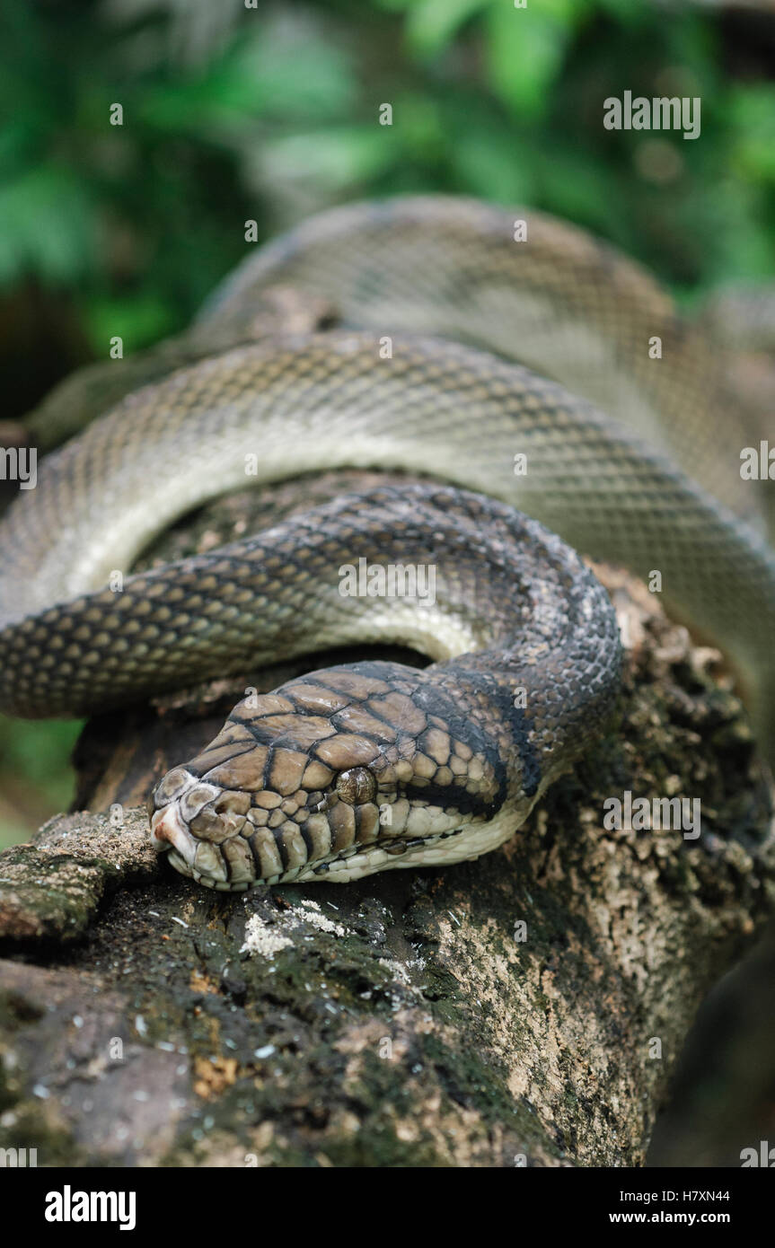 Amethythine Scrub Python (Morelia amethistina) in tree, Nabire ...