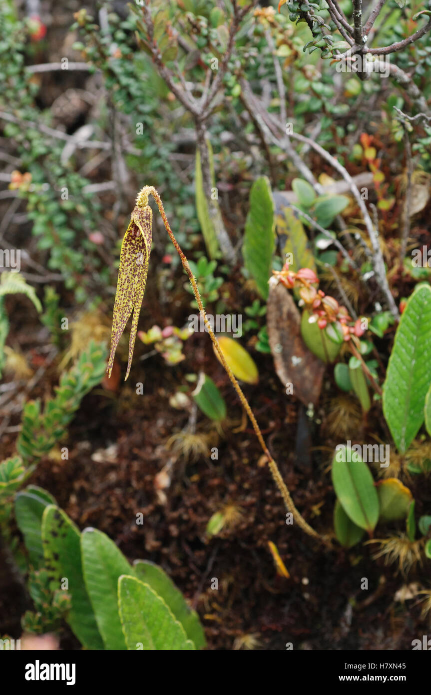 Rainforest Orchid (Bulbophyllum muricatum) flower, Gunung Nibogo ...