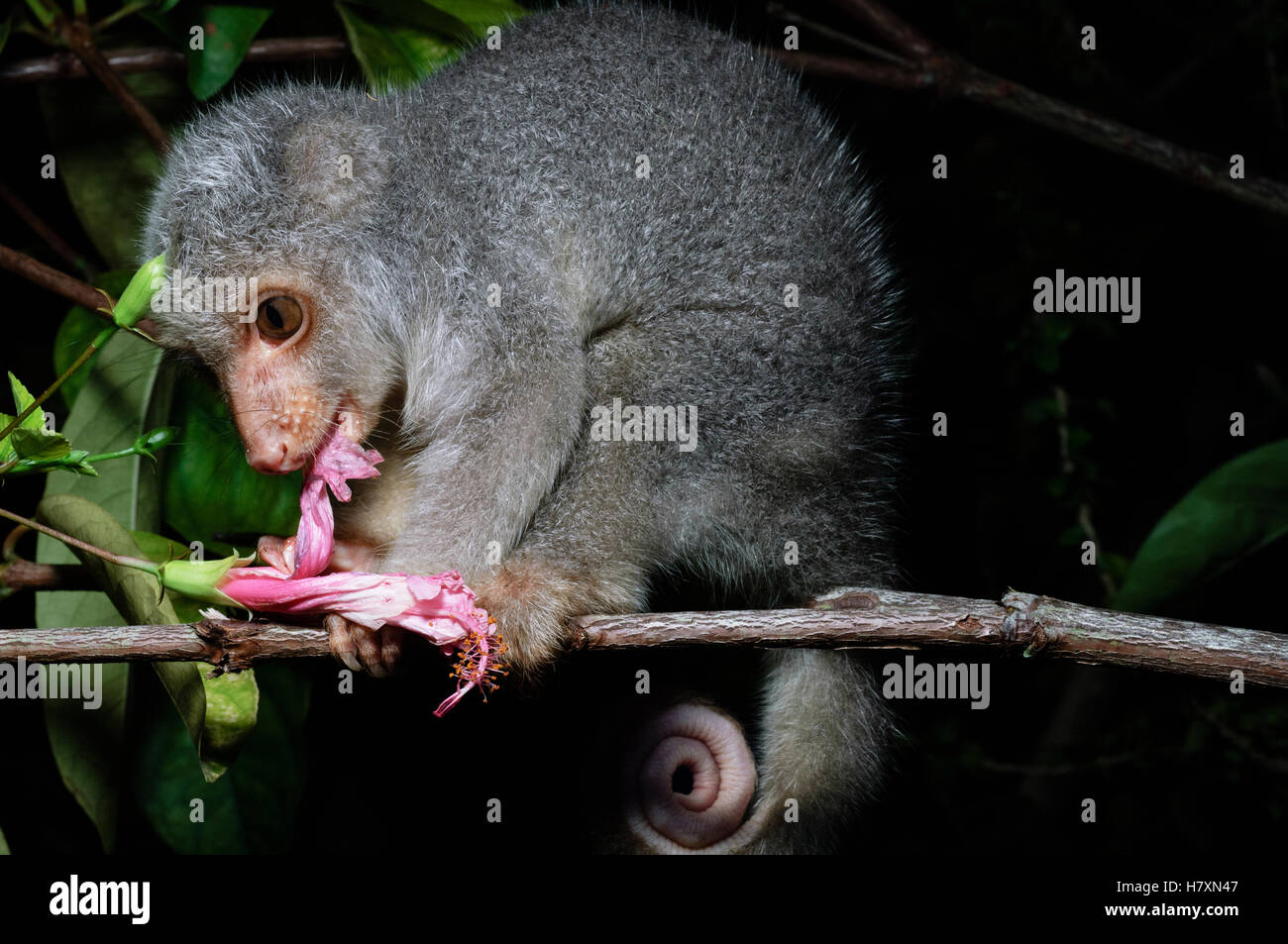 Short-tailed Spotted Cuscus (Spilocuscus maculatus) juvenile feeding on ...