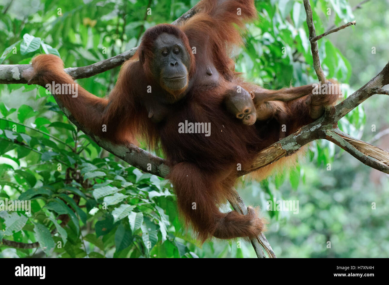 Orangutan (Pongo pygmaeus) mother and young in tree, Semengoh Wildlife ...
