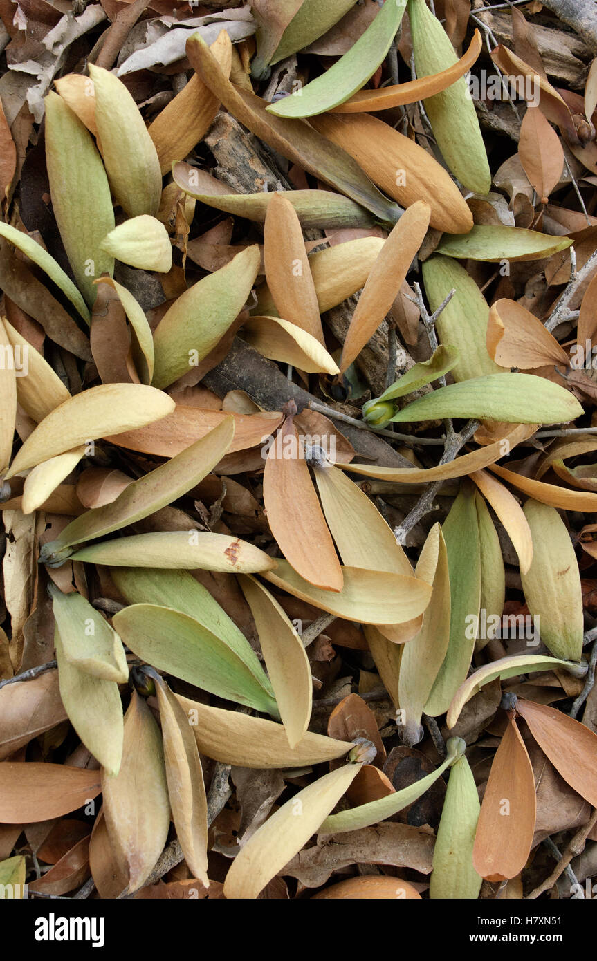 Sweetleaf (Symplocos sp) leaves have fallen to the ground just before ...