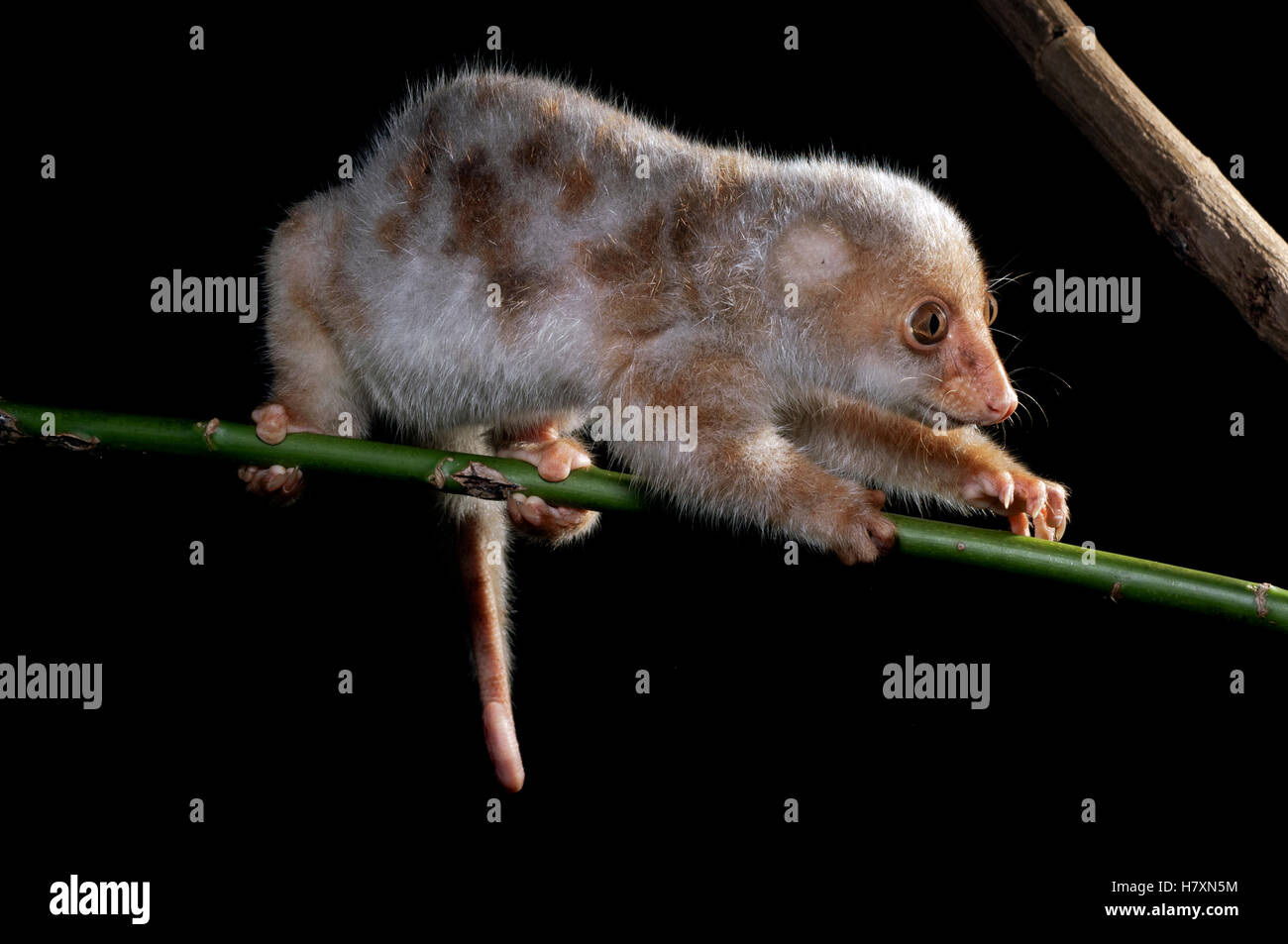 Short-tailed Spotted Cuscus (Spilocuscus maculatus) juvenile climbing ...