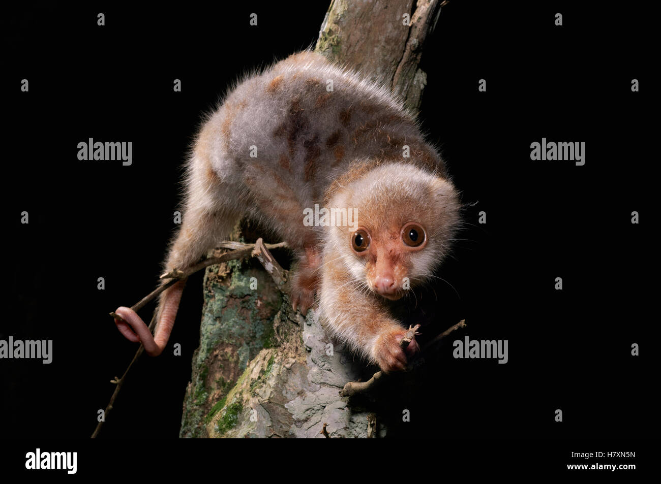 Short-tailed Spotted Cuscus (Spilocuscus maculatus) juvenile, Nabire ...