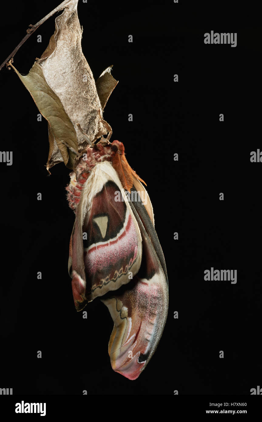 Atlas Moth (Attacus atlas) male allowing its wings to expand and harden ...
