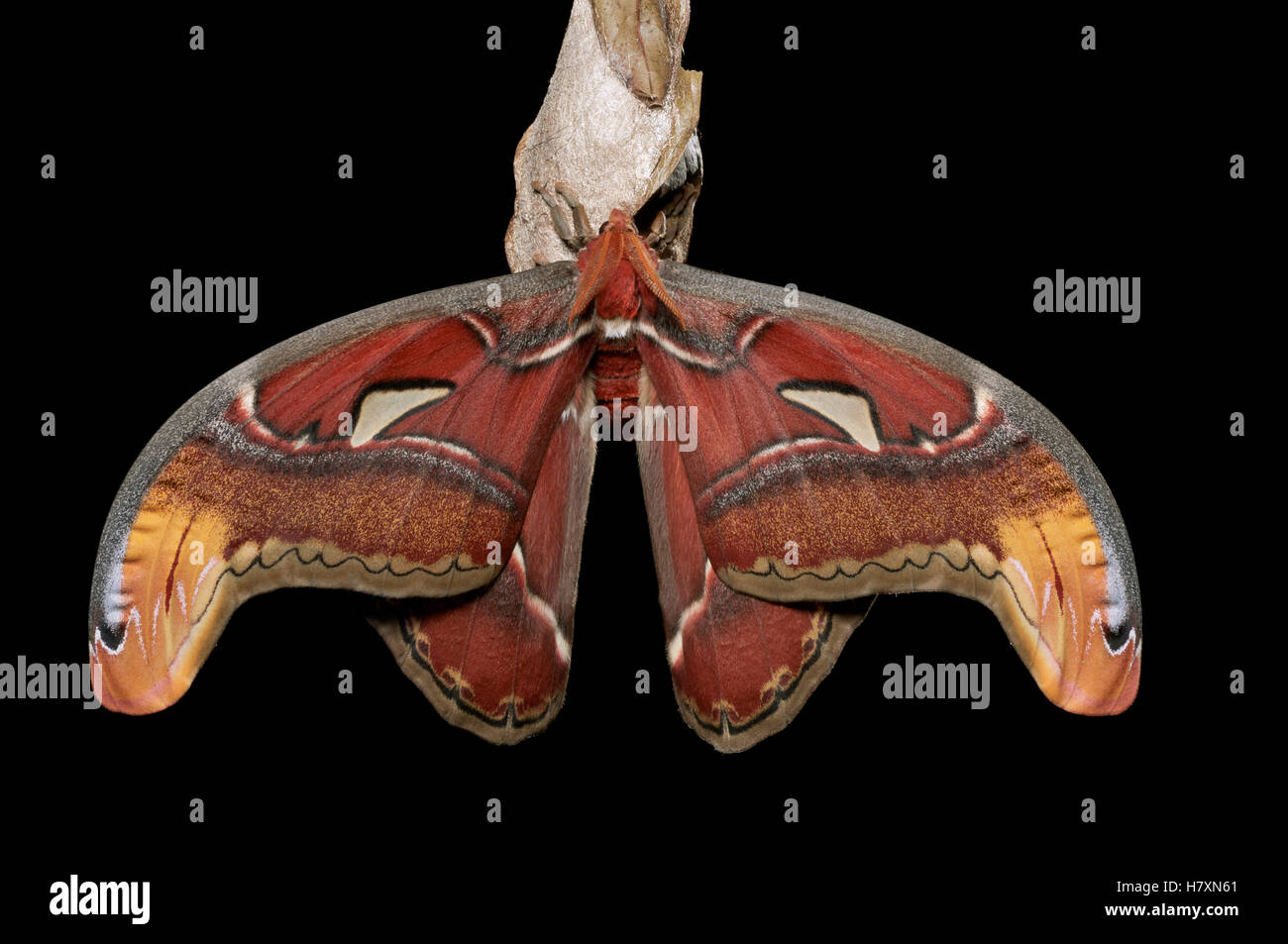 Atlas Moth (Attacus atlas) male allowing its wings to expand and harden ...