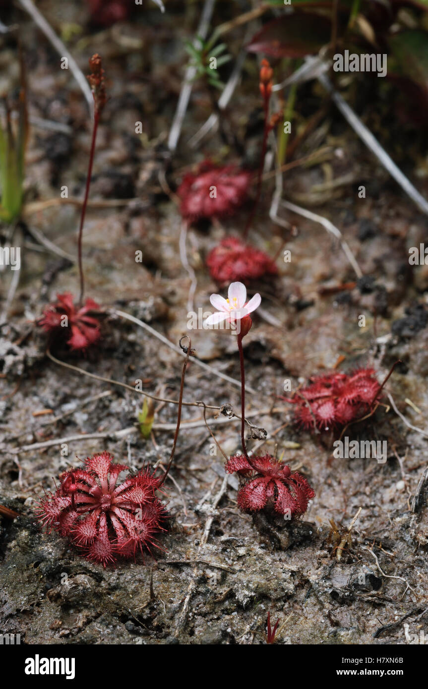 Spoon-Leaf Sundew (Drosera spathulata) flowering, Bako National Park ...