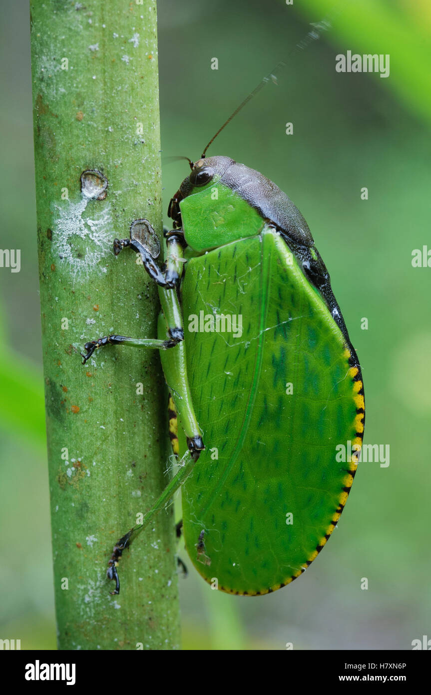 Katydid (Dysmorpha obesa), Gunung Mulu National Park, Malaysia Stock ...