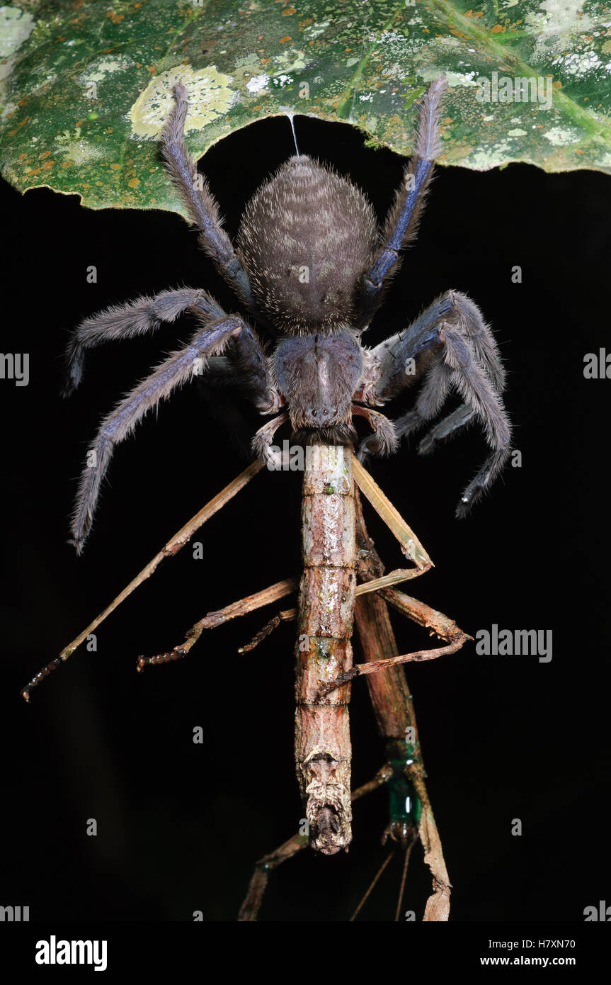 Giant Crab Spider (Sparassidae) with Stick Insect (Lonchodes sp) prey ...