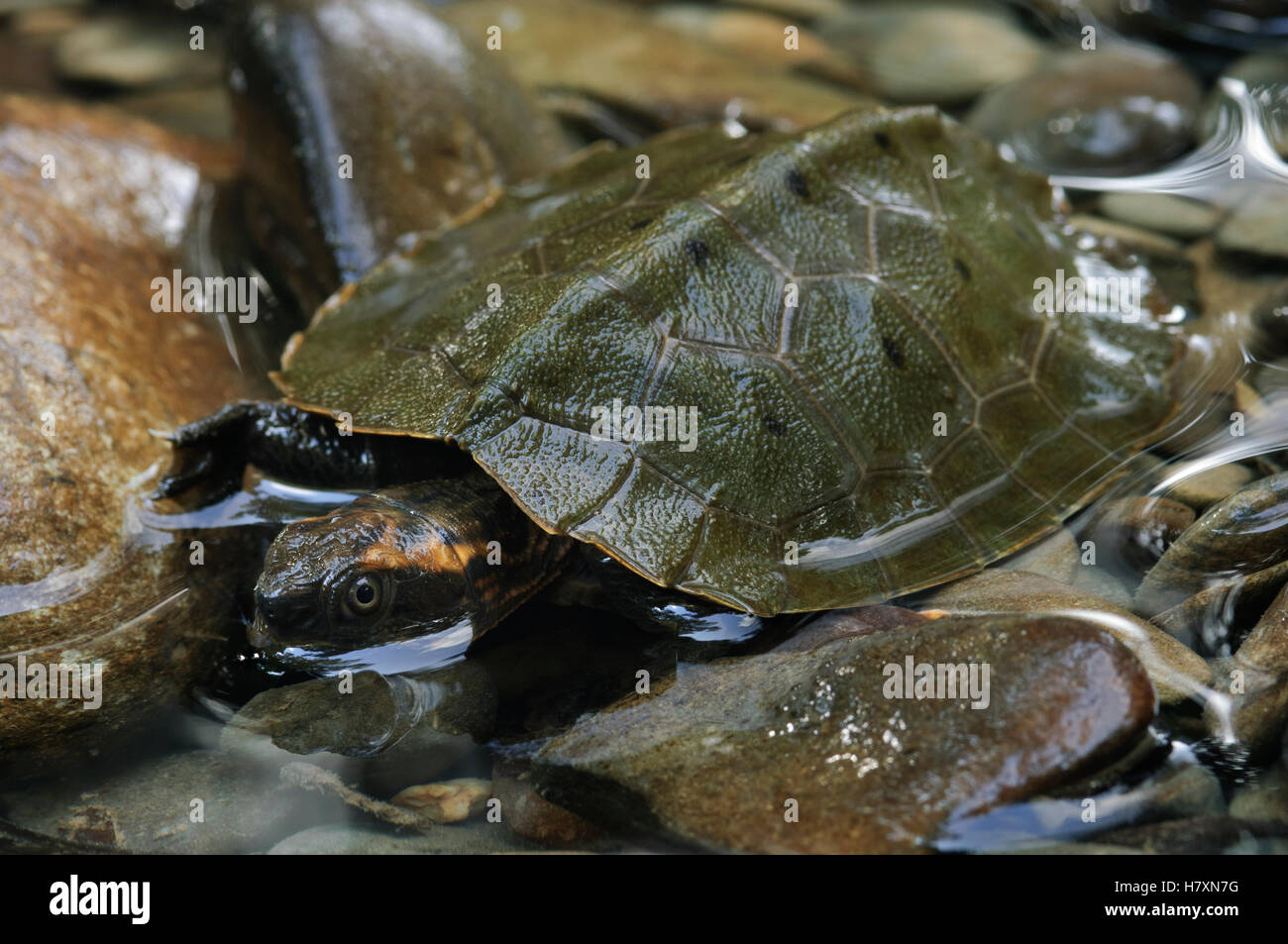 Malayan Flat-shelled Turtle (Notochelys platynota), Gunung Mulu ...