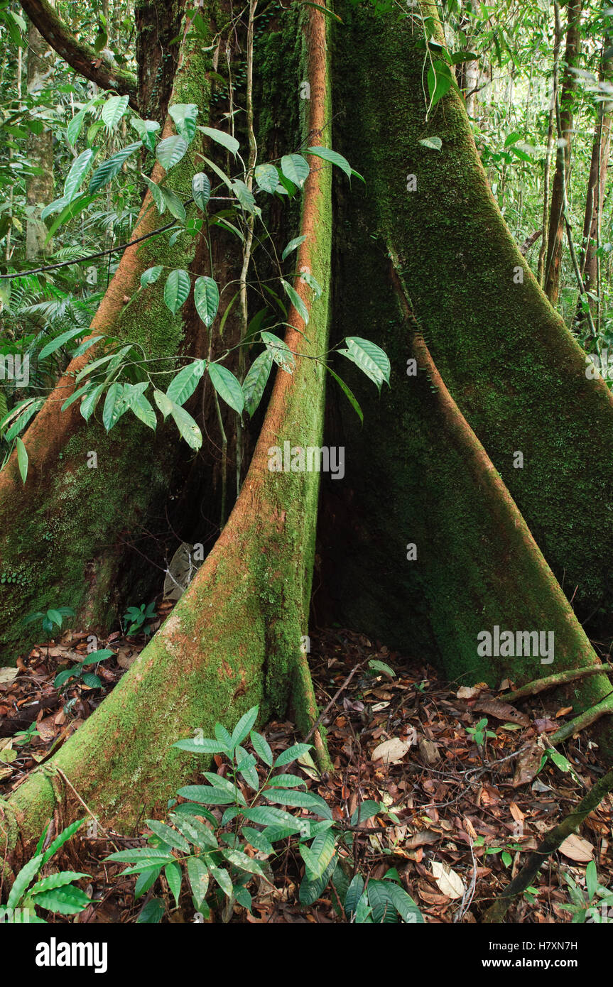 Buttress roots in lowland rainforest, Gunung Mulu National Park ...