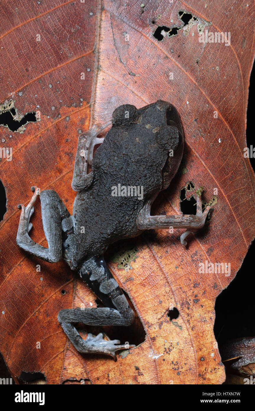 Lowland Litter Frog (Leptobrachium abbotti), Gunung Mulu National Park ...