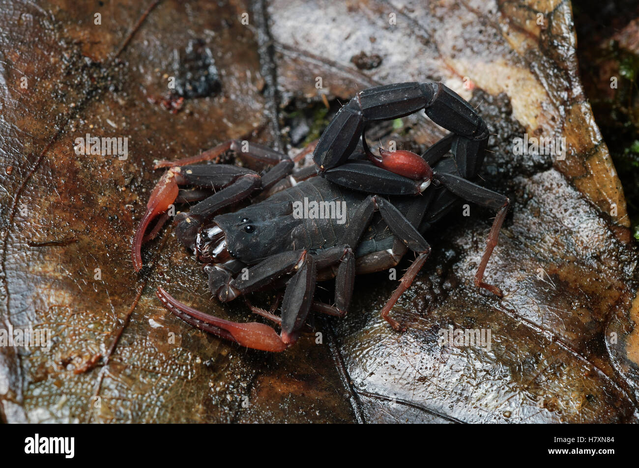 Thick-tailed Scorpion (Buthidae), Gunung Mulu National Park, Malaysia ...