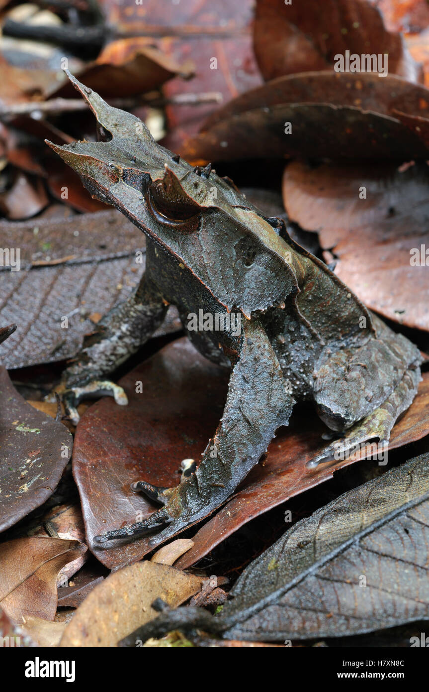 Asian Horned Frog (Megophrys nasuta) camouflaged in leaf litter, Gunung ...