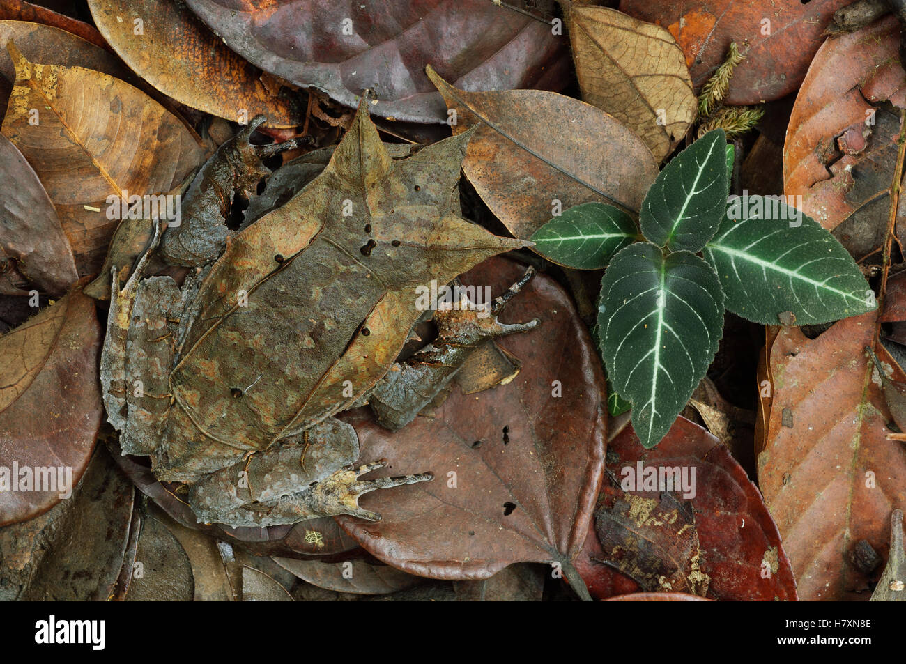 Asian Horned Frog (Megophrys nasuta) camouflaged in leaf litter, Gunung ...