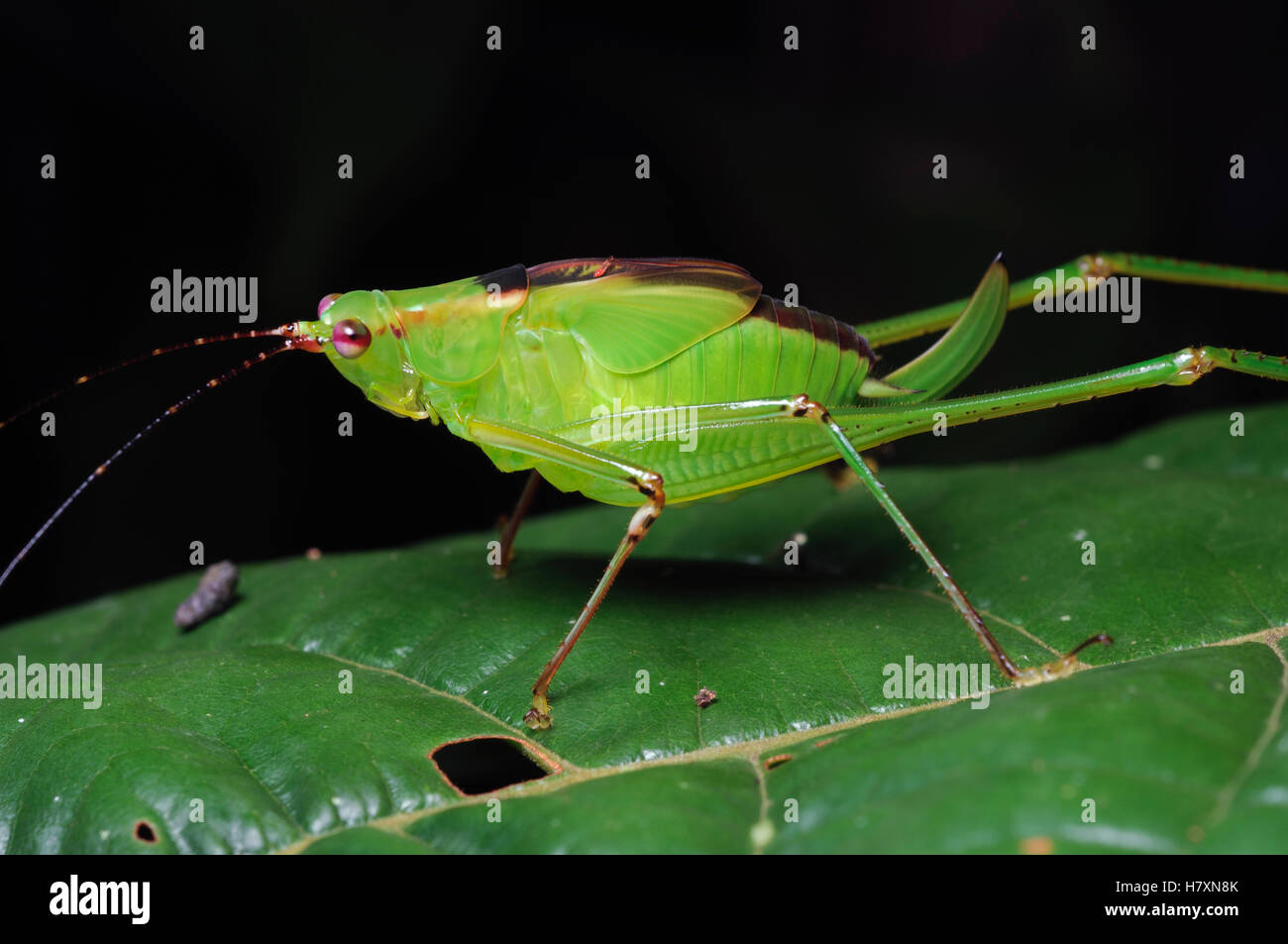 Katydid (Tettigoniidae) juvenile, Gunung Mulu National Park, Malaysia ...