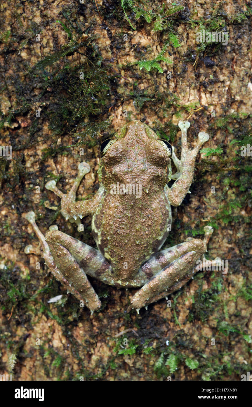Mossy Tree Frog (Rhacophorus everetti), Kinabalu National Park ...
