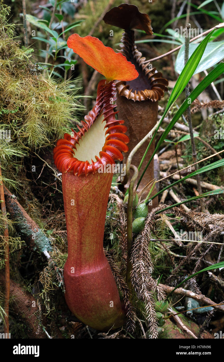 Pitcher Plant (Nepenthes edwardsiana) pitcher, Kinabalu National Park ...