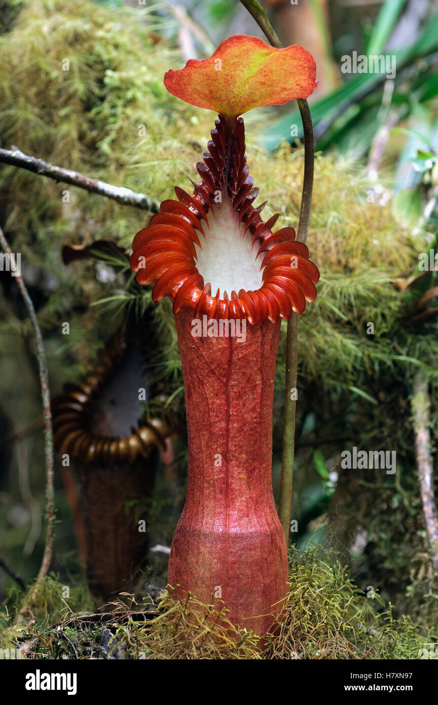 Pitcher Plant (Nepenthes edwardsiana) pitcher, Kinabalu National Park ...