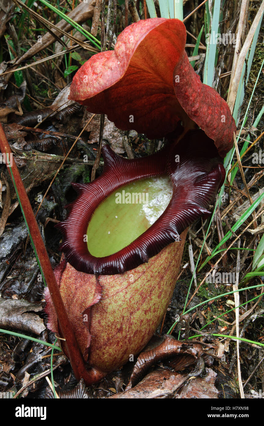 Pitcher Plant (Nepenthes rajah) pitcher, Kinabalu National Park ...