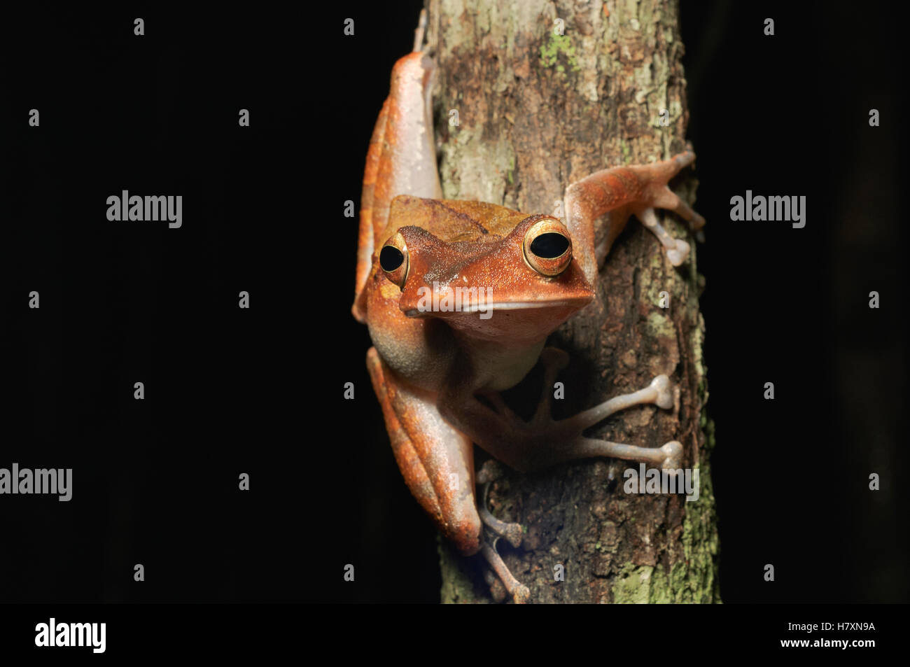 Collett's Tree Frog (Polypedates colletti), Bintulu, Borneo, Malaysia ...
