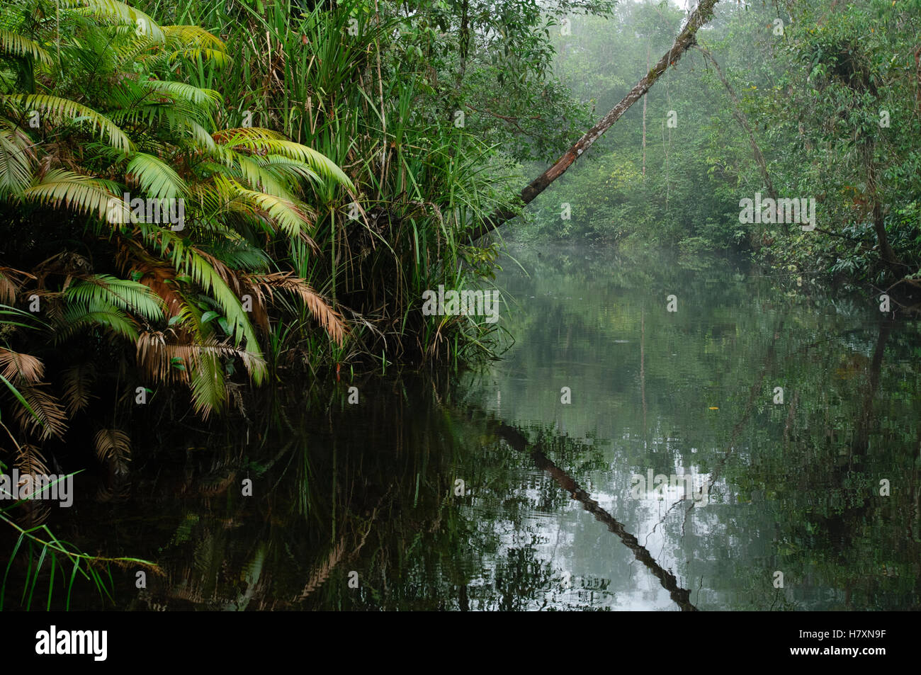 Slow-moving stream with tea-colored water characteristic of tropical ...