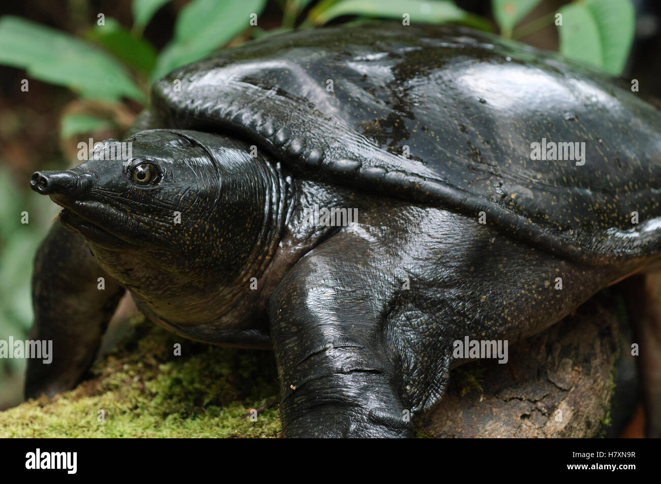 Malayan Softshell Turtle (Dogania subplana), Bintulu, Borneo, Malaysia ...