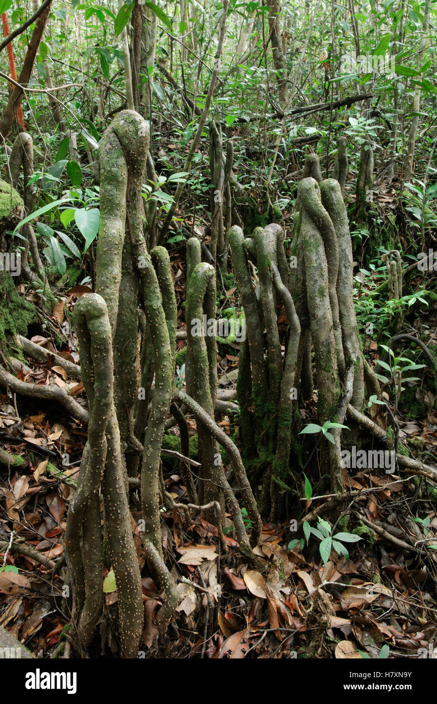 Pneumatophore and aerial roots in peat swamp forest, Bintulu, Borneo ...