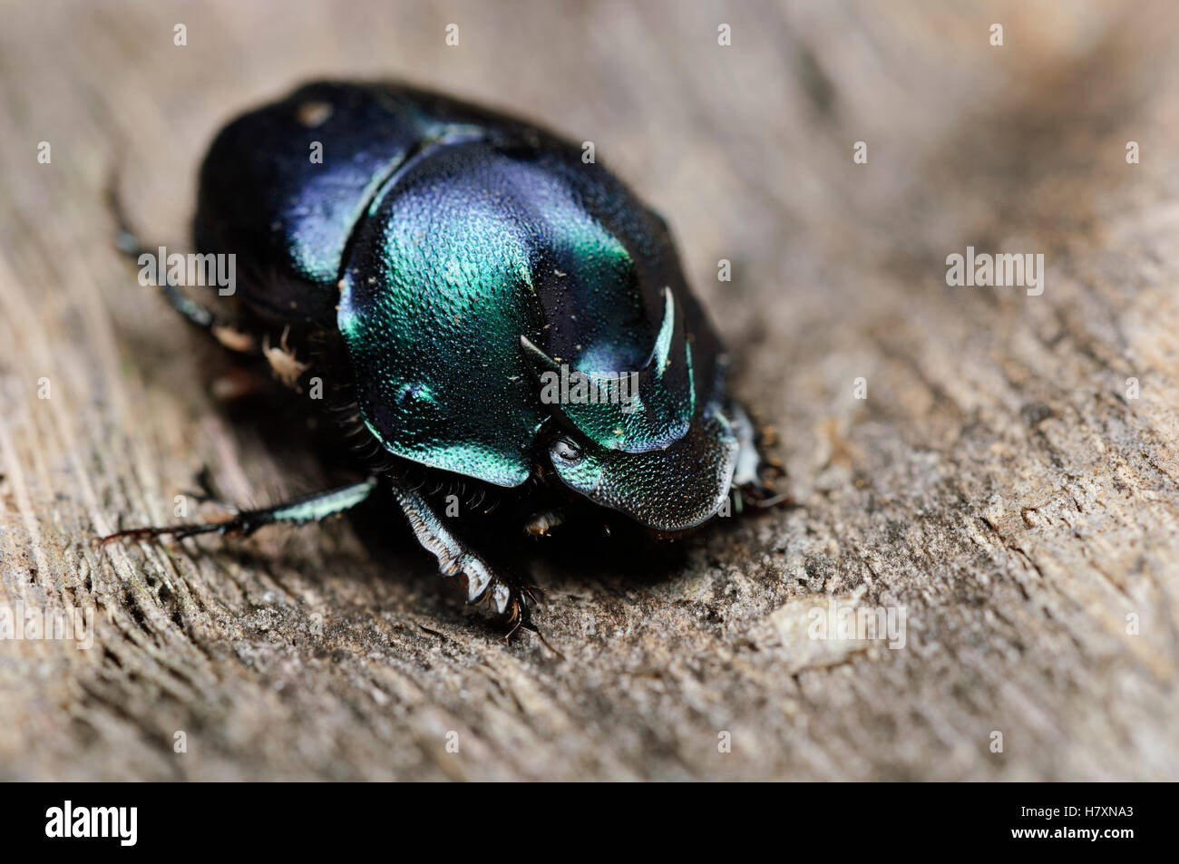 Dung Beetle (Proagoderus schwaneri) male, Bintulu, Borneo, Malaysia ...