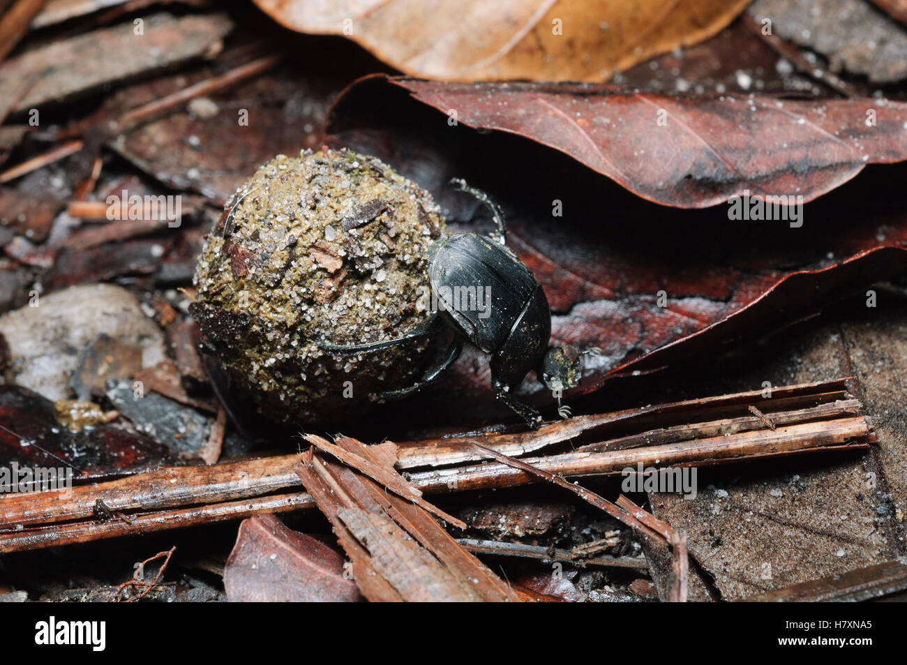 Dung Beetle (Gymnopleurus sp) rolling ball made from monkey droppings ...