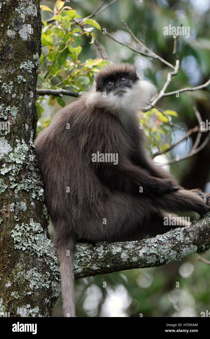 Purple-faced Langur (Trachypithecus vetulus), Hakgala Botanical Garden ...