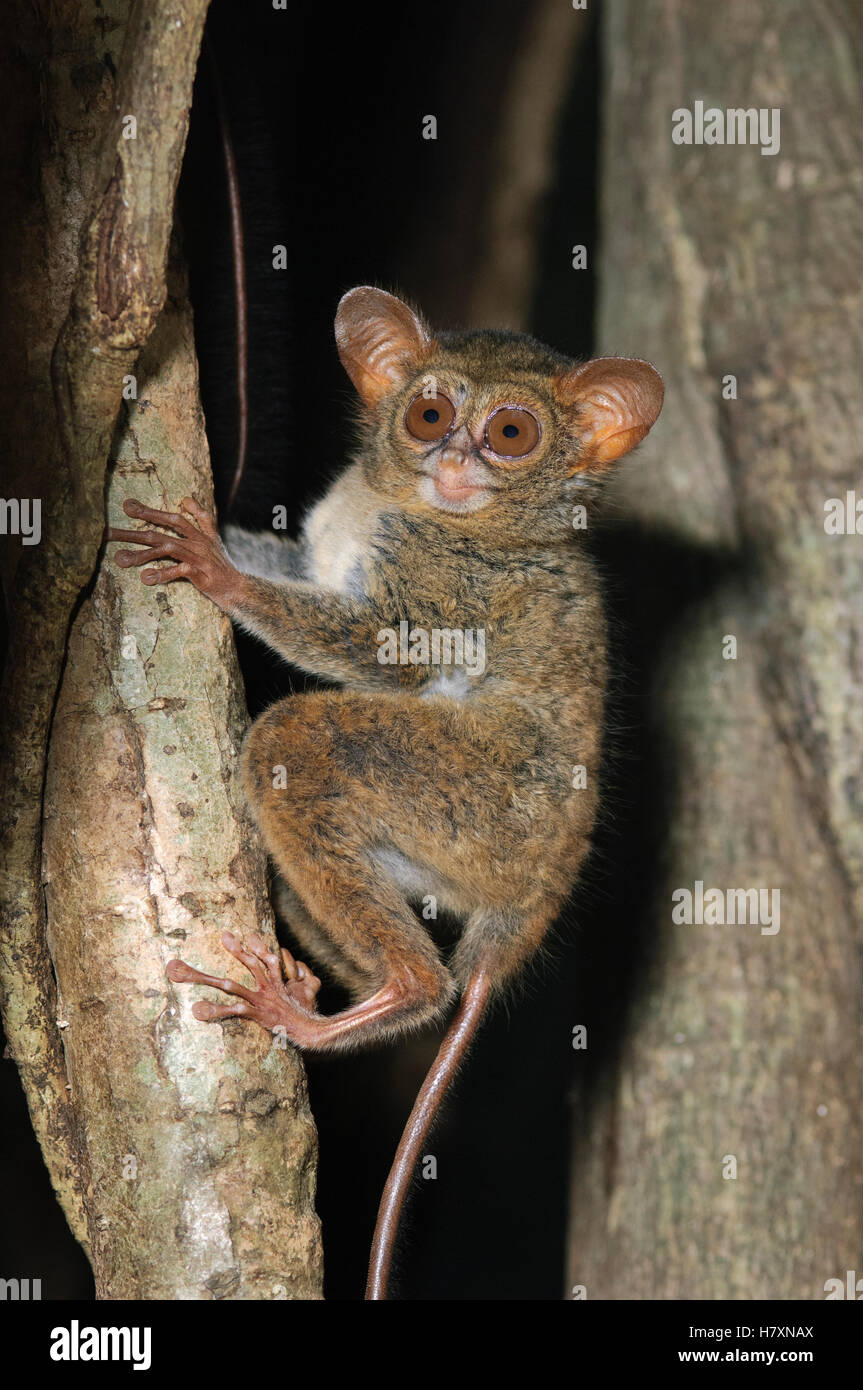 Spectral Tarsier (Tarsius tarsier) climbing tree at night, Tangkoko ...