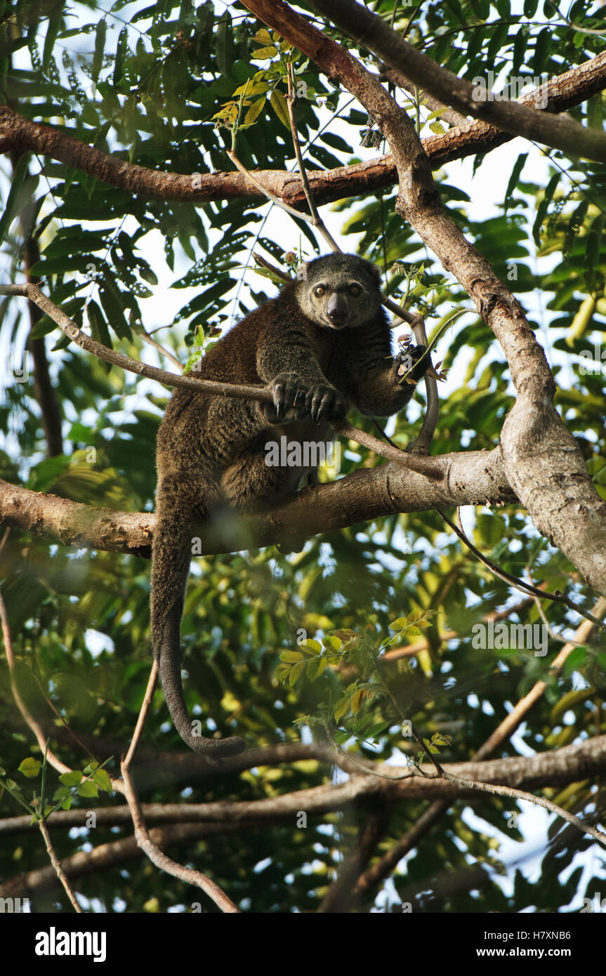 Bear Cuscus (Ailurops ursinus) in tree, Tangkoko Nature Reserve ...