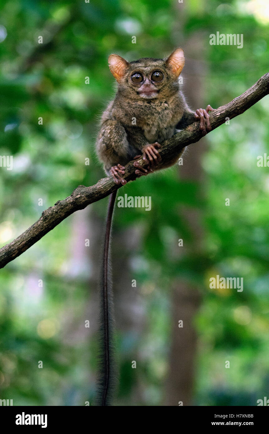 Spectral Tarsier (Tarsius tarsier), Tangkoko Nature Reserve, Sulawesi ...