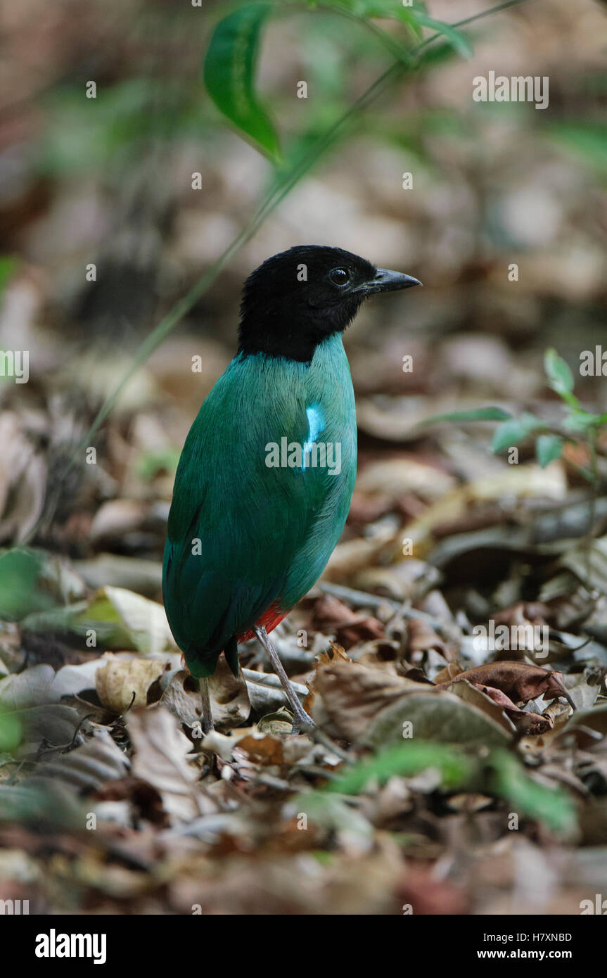 Hooded Pitta (Pitta sordida), Tangkoko Nature Reserve, Sulawesi ...